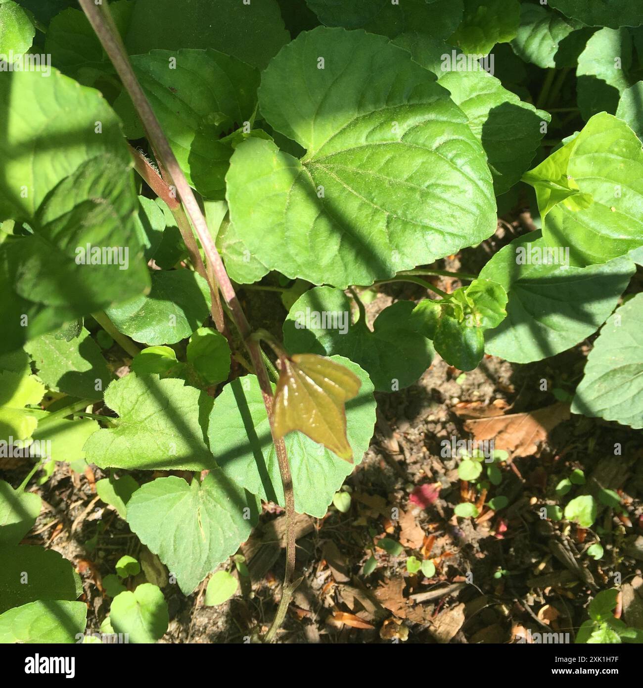 Chinese yam (Dioscorea polystachya) Plantae Stock Photo - Alamy