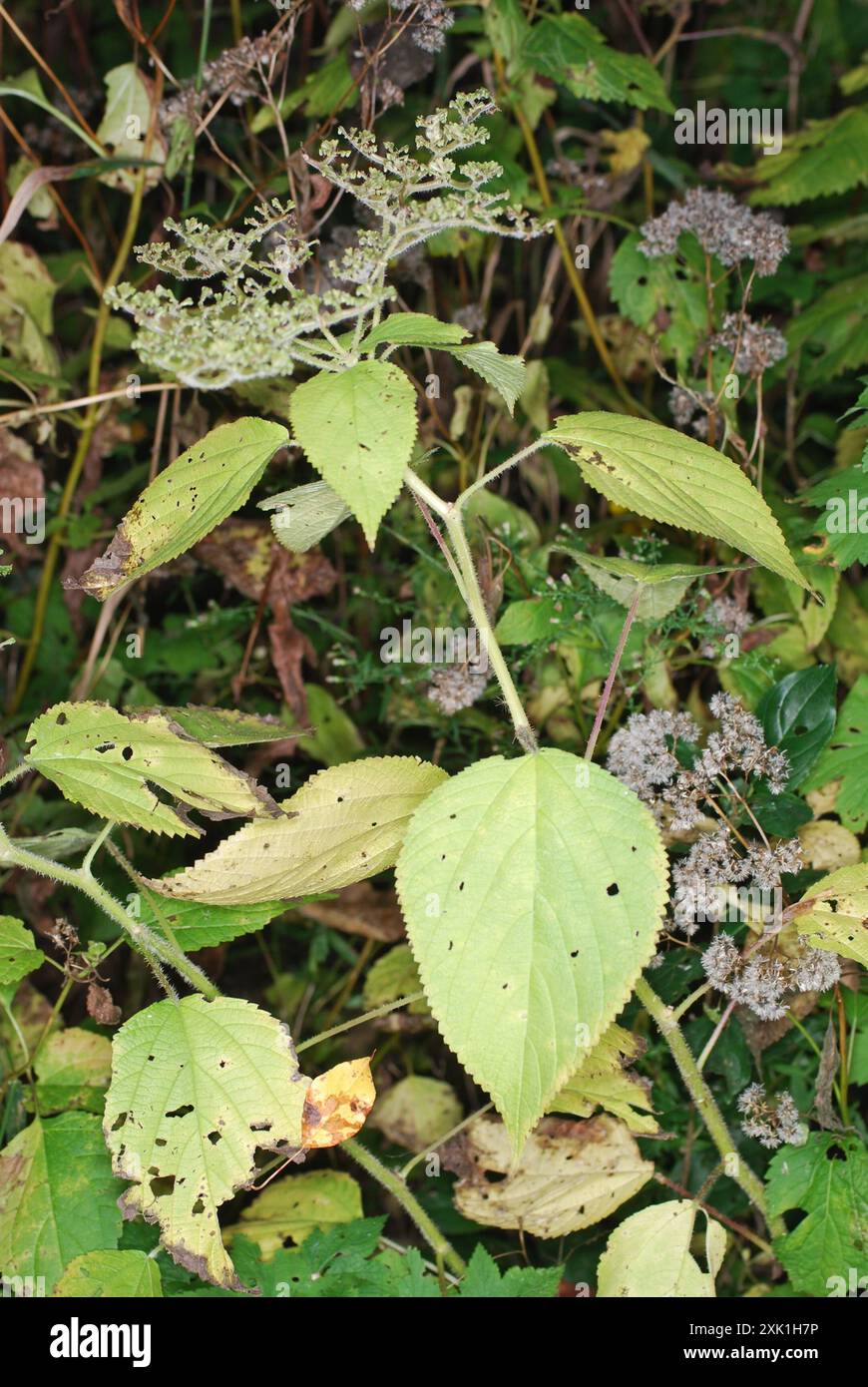 wood nettle (Laportea canadensis) Plantae Stock Photo - Alamy
