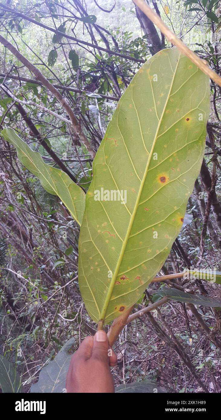 Giantleaf Fig (Ficus lutea) Plantae Stock Photo - Alamy