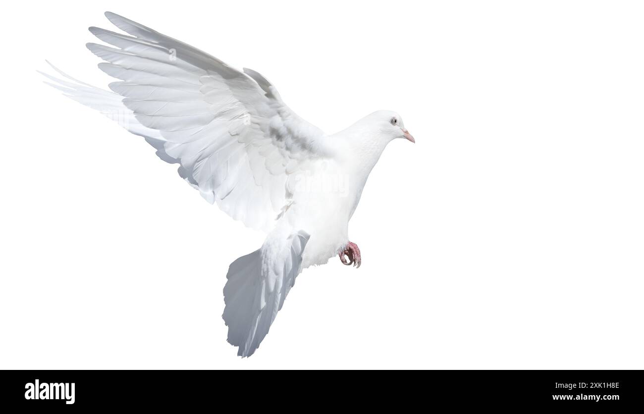 white dove in flight isolated on white Stock Photo - Alamy