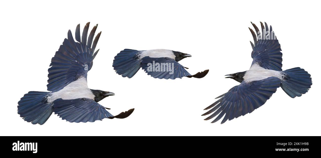 hooded crow in flight isolated on white Stock Photo - Alamy