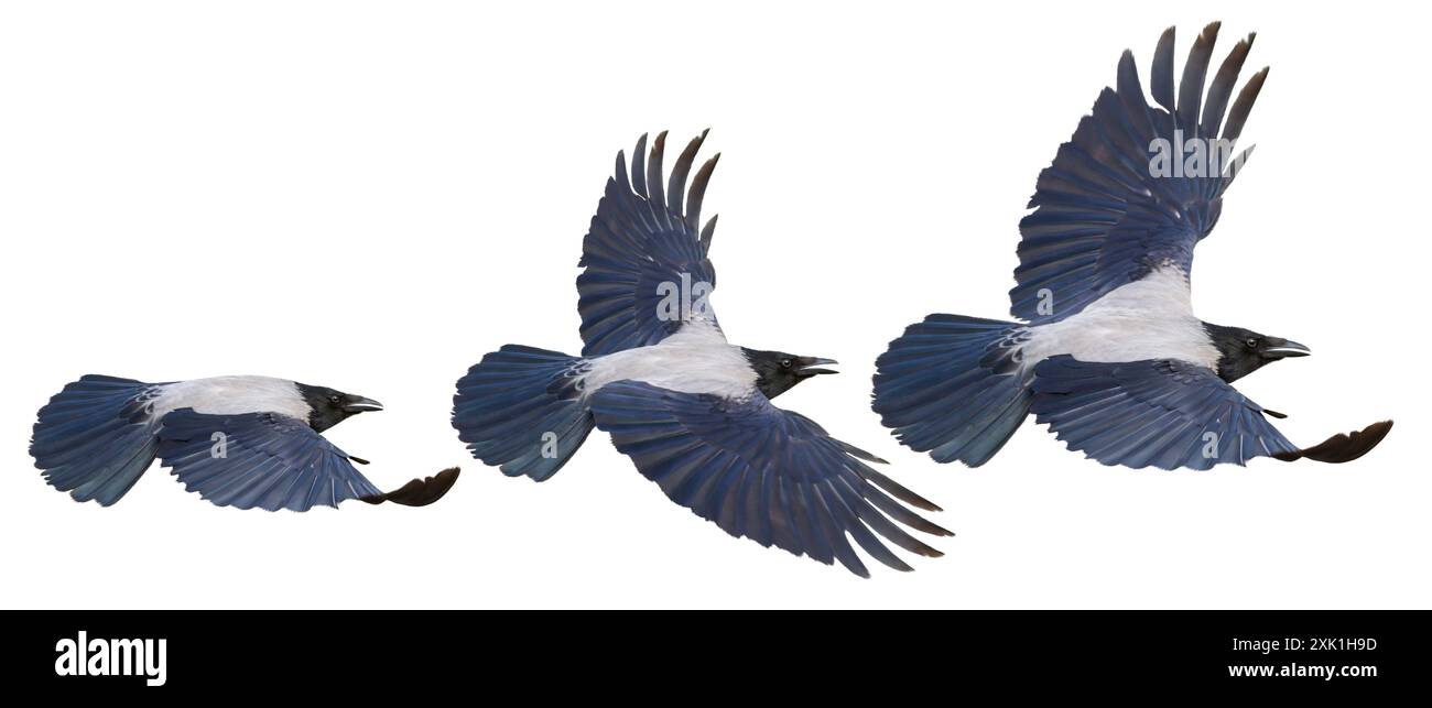 Angry crow Cut Out Stock Images & Pictures - Alamy