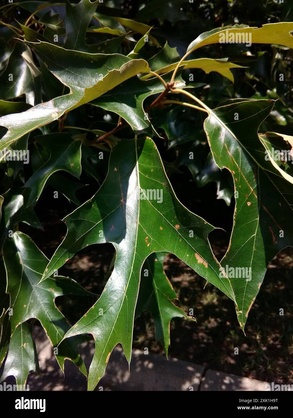 southern red oak (Quercus falcata) Plantae Stock Photo - Alamy