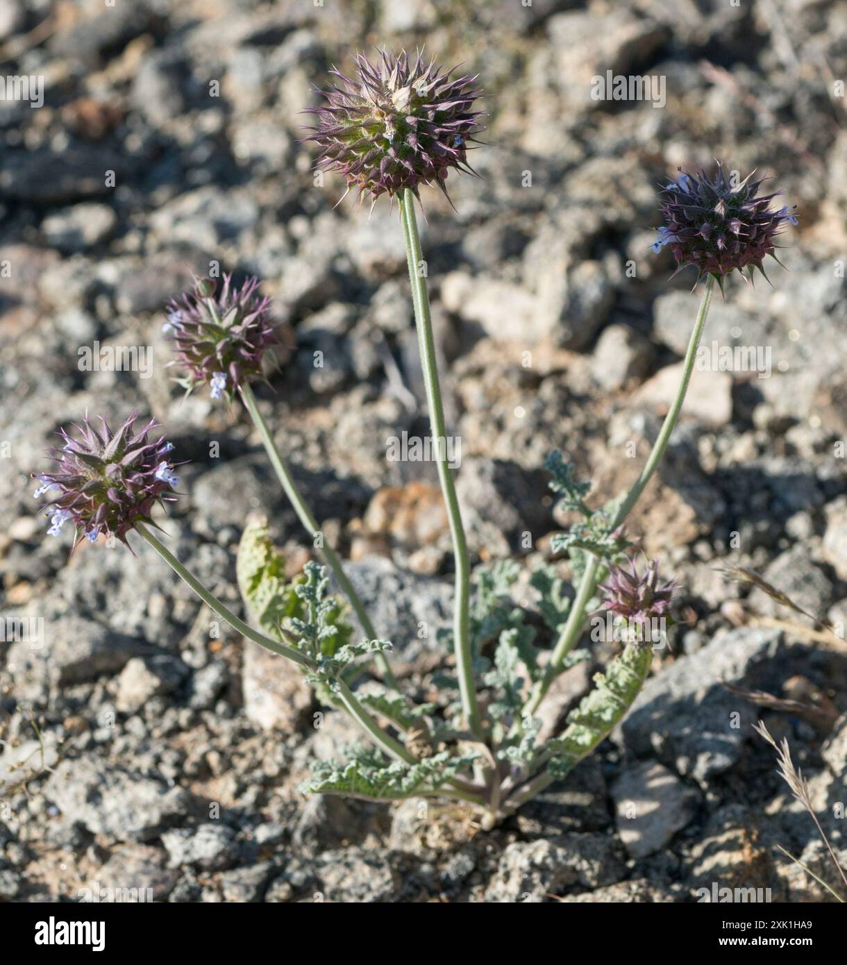 Chia (Salvia columbariae) Plantae Stock Photo - Alamy