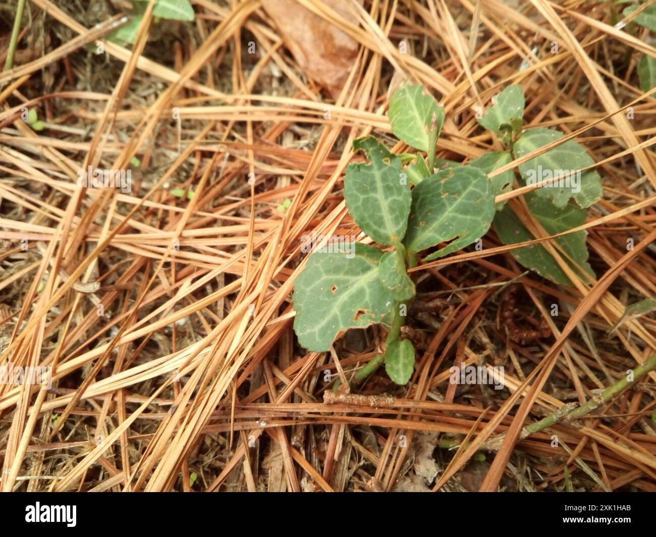 striped wintergreen (Chimaphila maculata) Plantae Stock Photo - Alamy