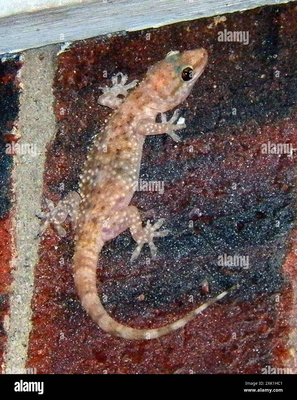 Mediterranean House Gecko (Hemidactylus turcicus) Reptilia Stock Photo ...