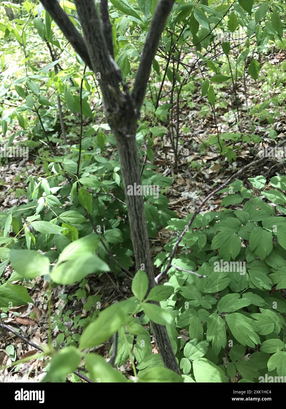 American bladdernut (Staphylea trifolia) Plantae Stock Photo - Alamy