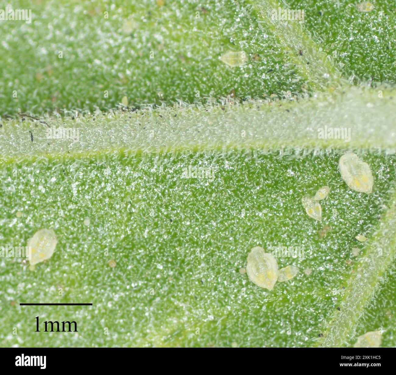 Whiteflies (Aleyrodidae) Insecta Stock Photo - Alamy