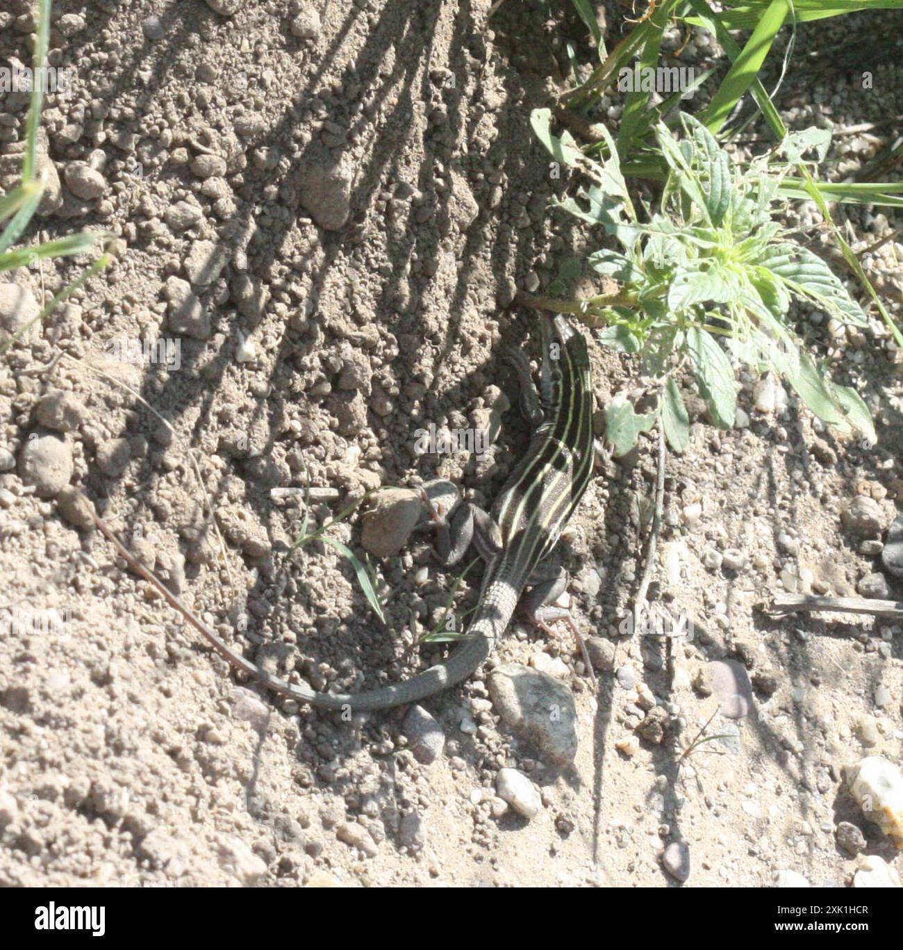 Desert Grassland Whiptail (Aspidoscelis uniparens) Reptilia Stock Photo ...