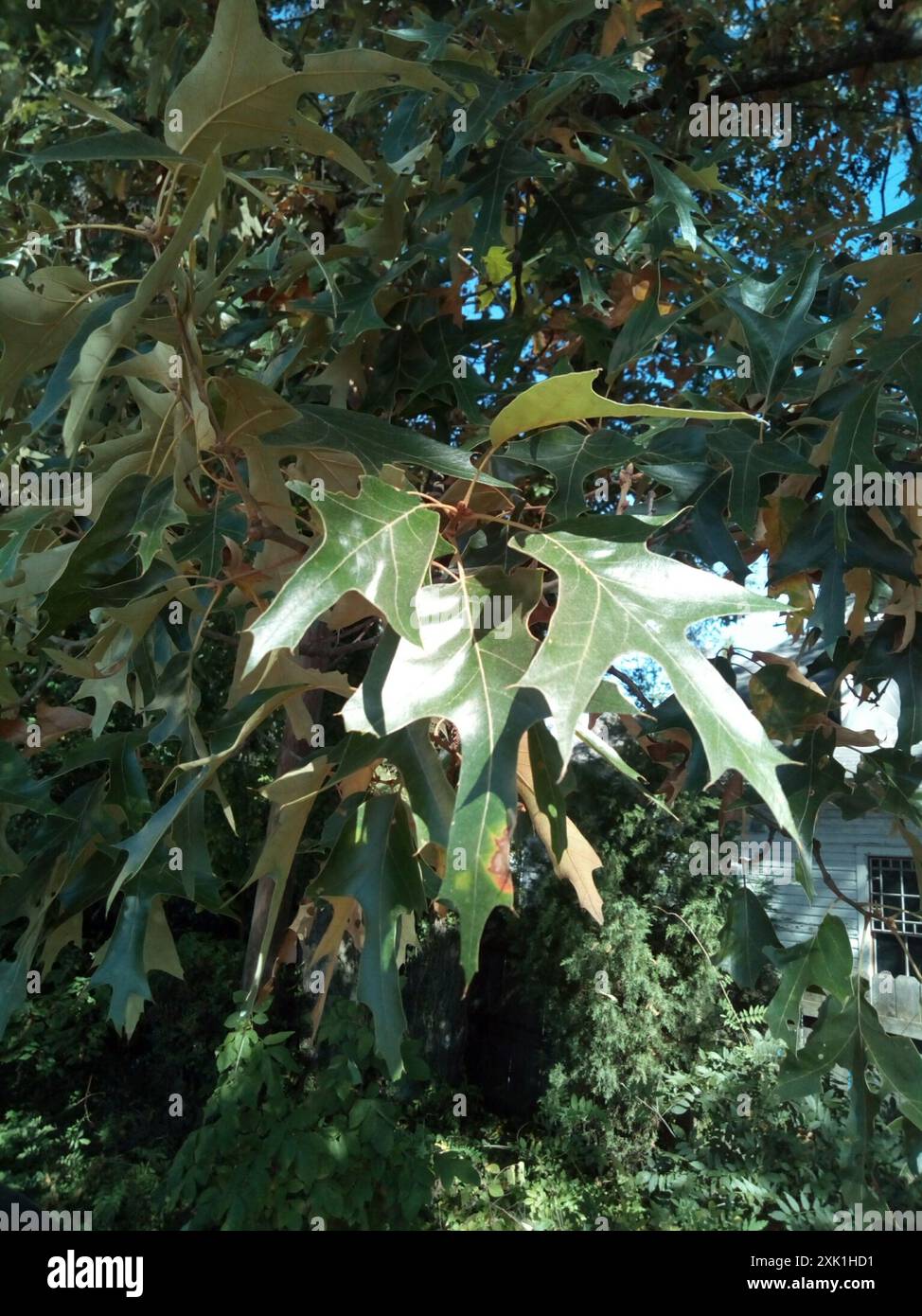 southern red oak (Quercus falcata) Plantae Stock Photo - Alamy