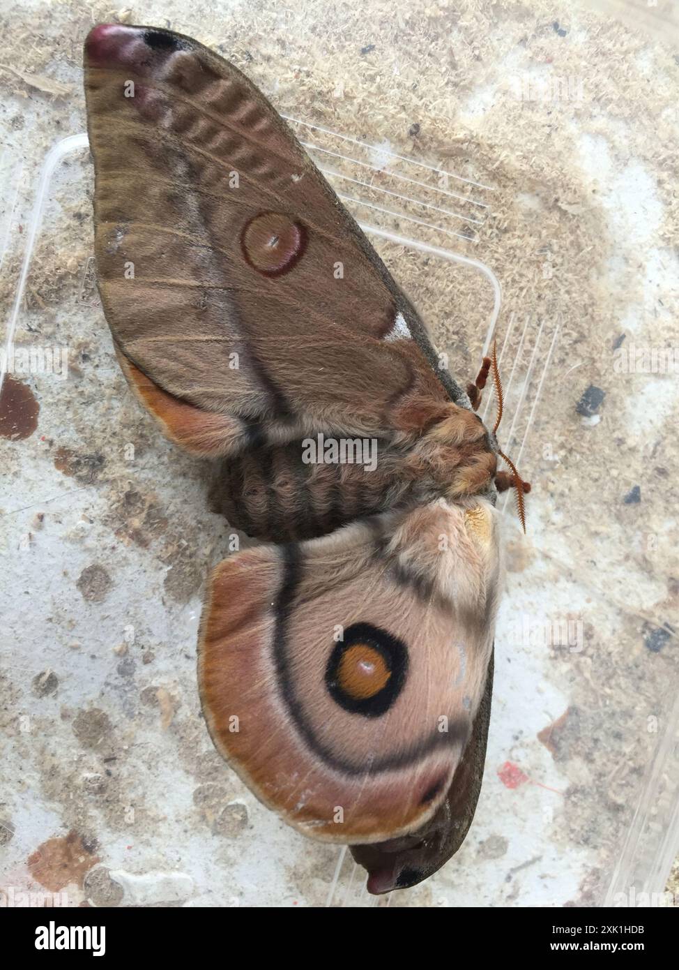 Emperor gum moth hi-res stock photography and images - Alamy