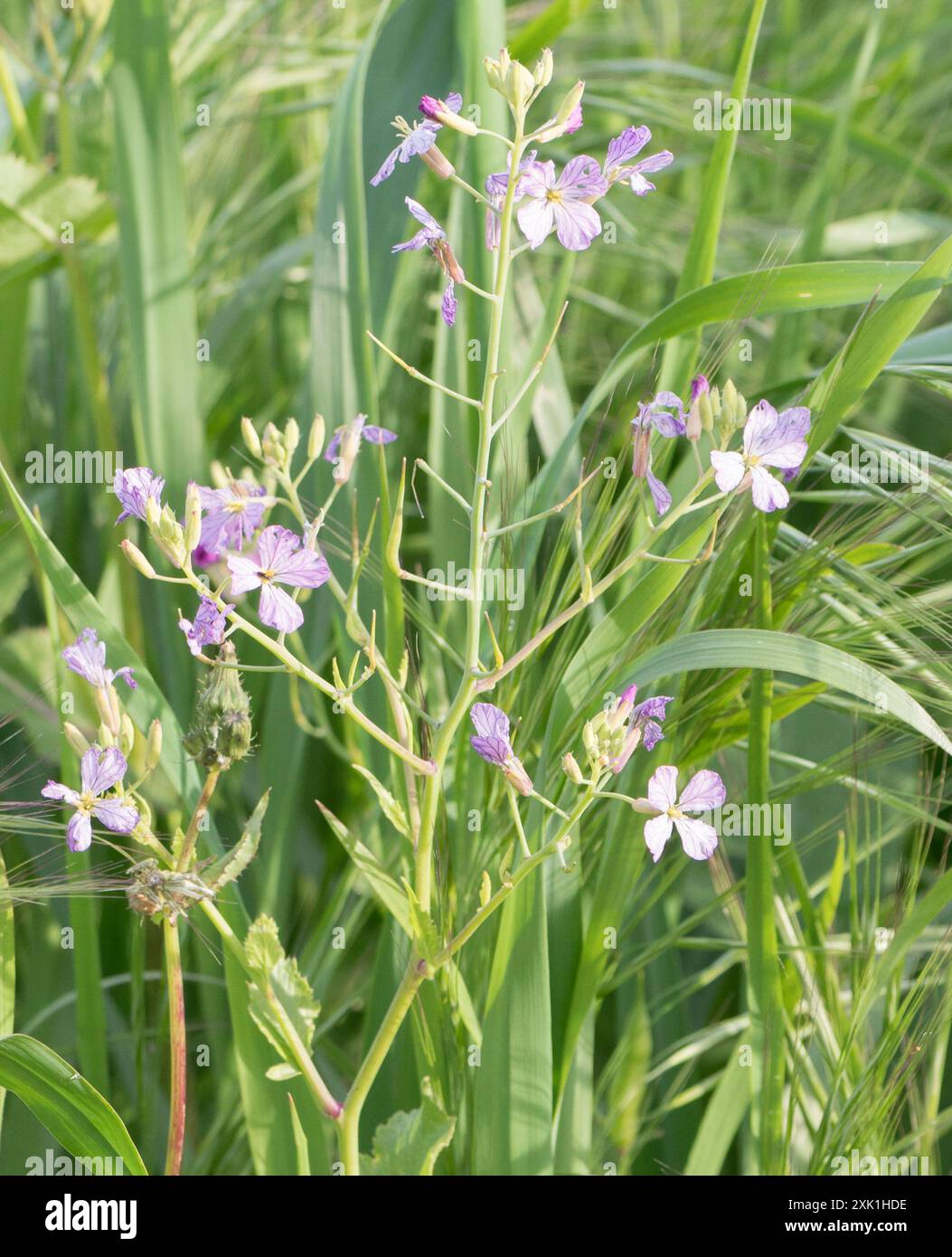 wild and domestic radish (Raphanus raphanistrum sativus) Plantae Stock ...