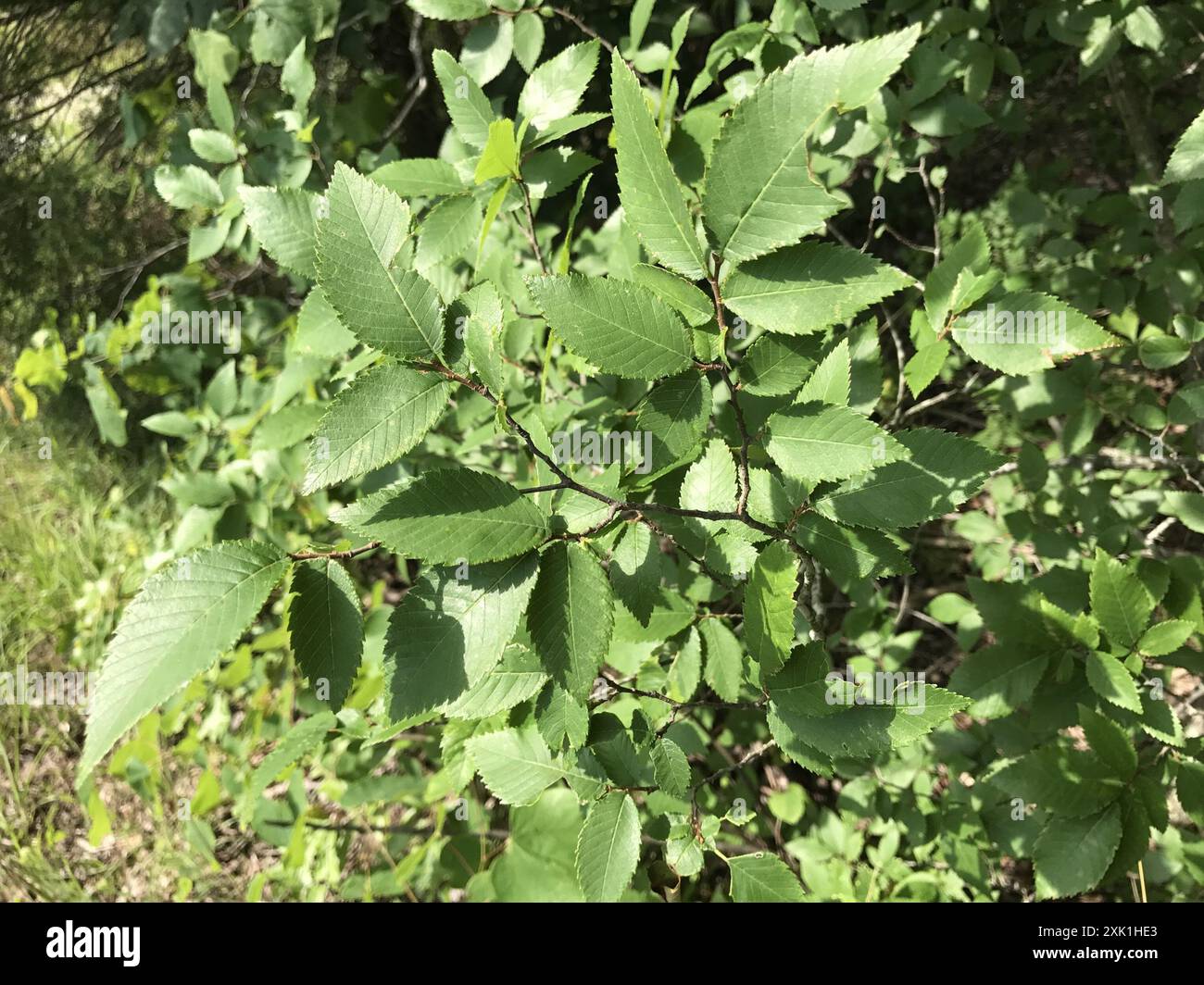 Winged Elm (Ulmus alata) Plantae Stock Photo - Alamy