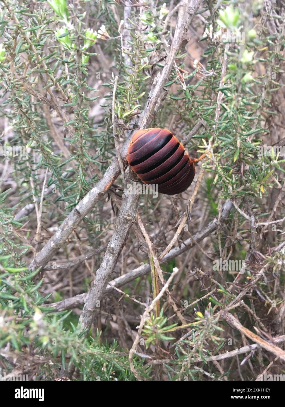 Cape Mountain Cockroach (Aptera fusca) Insecta Stock Photo - Alamy