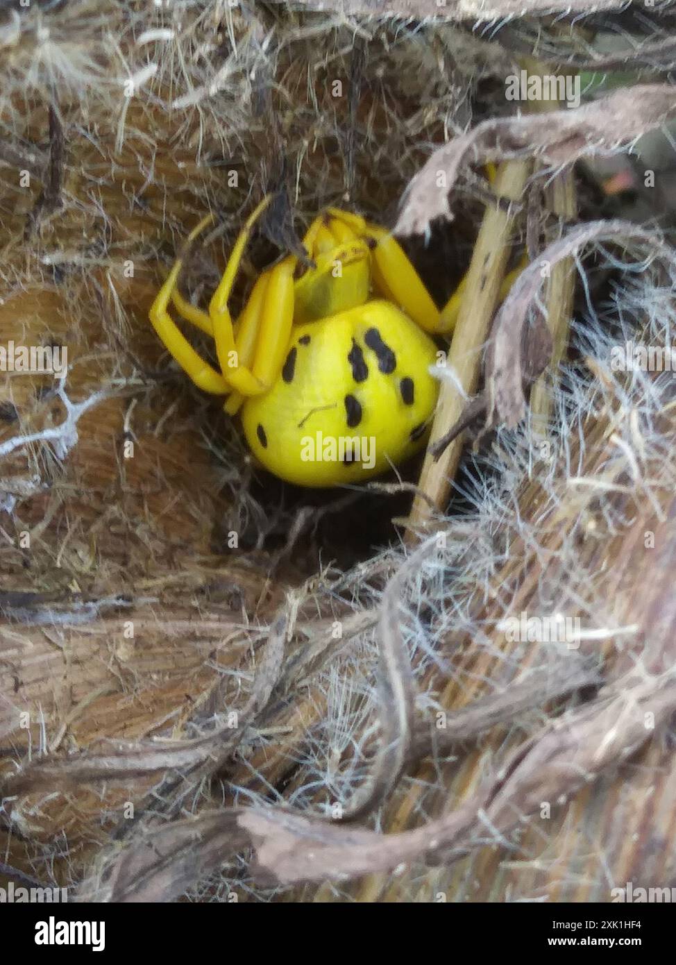 White-banded Crab Spider (Misumenoides formosipes) Arachnida Stock ...