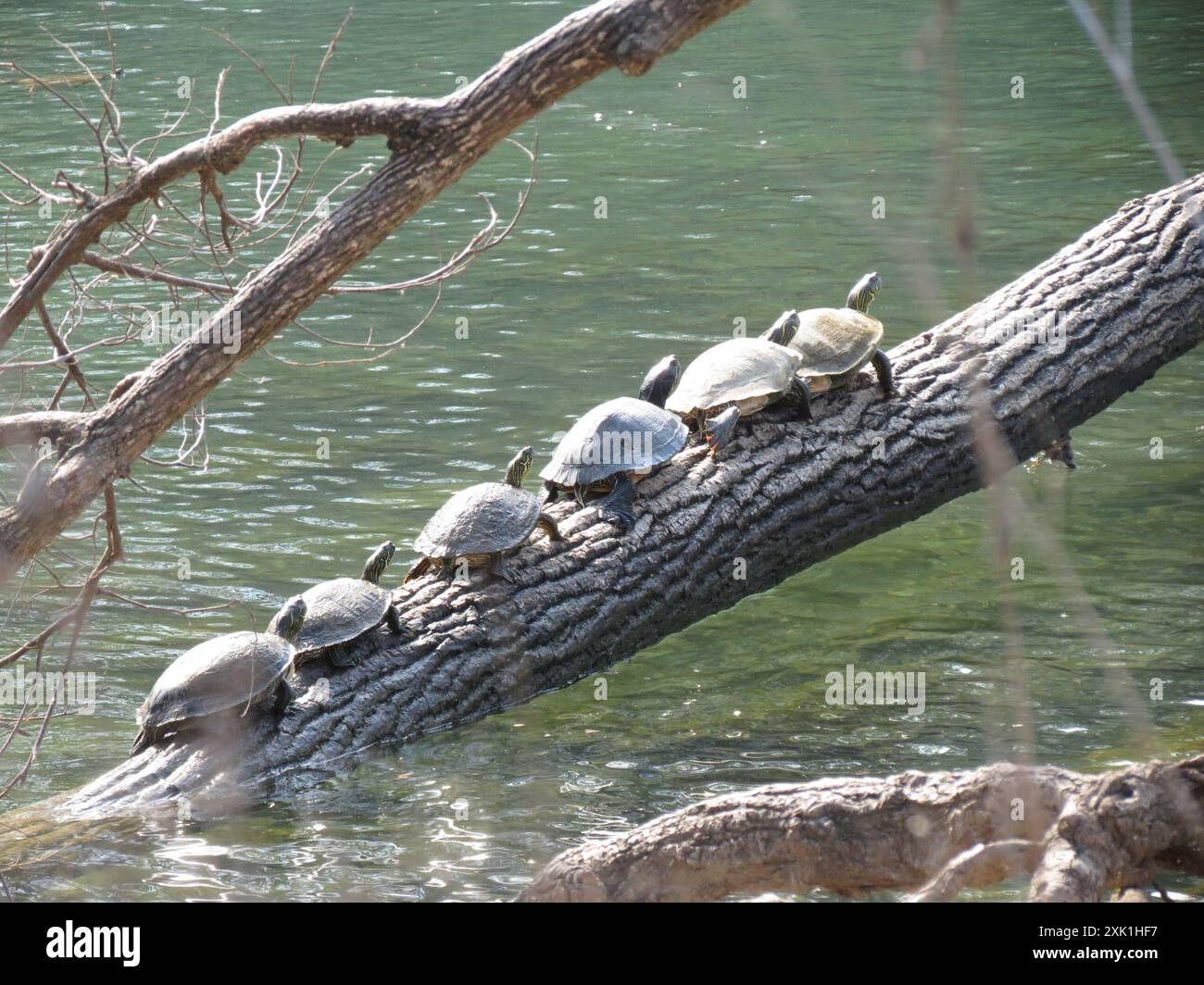 Texas Cooter (Pseudemys texana) Reptilia Stock Photo - Alamy