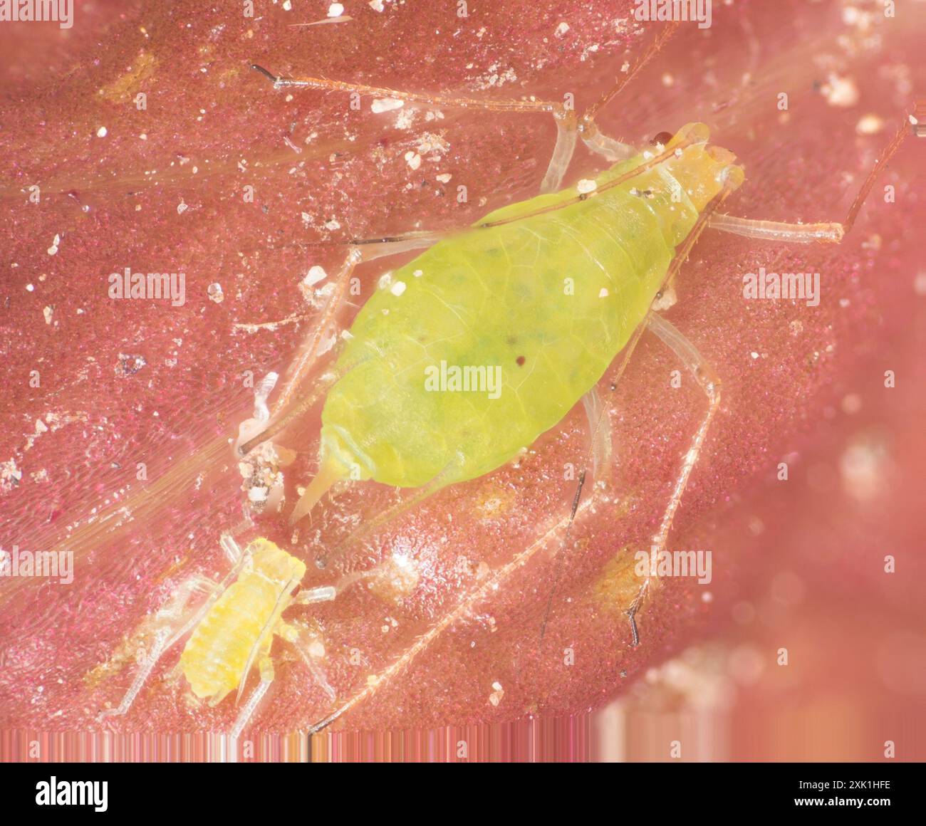 Potato Aphid (Macrosiphum euphorbiae) Insecta Stock Photo - Alamy