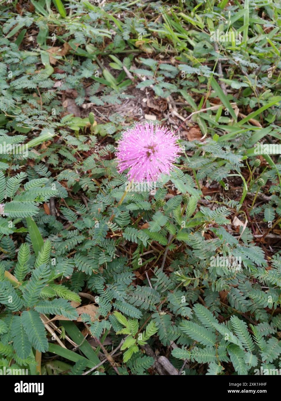 sunshine mimosa (Mimosa strigillosa) Plantae Stock Photo - Alamy