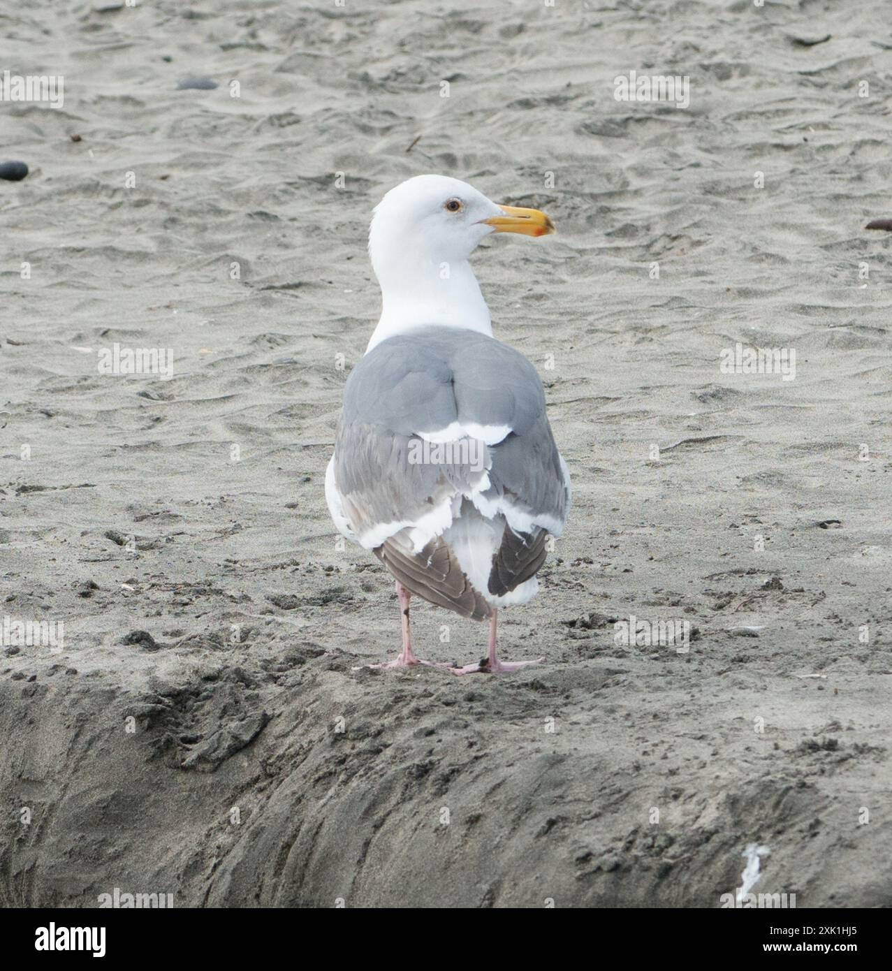 Olympic Gull (Larus glaucescens × occidentalis) Aves Stock Photo - Alamy