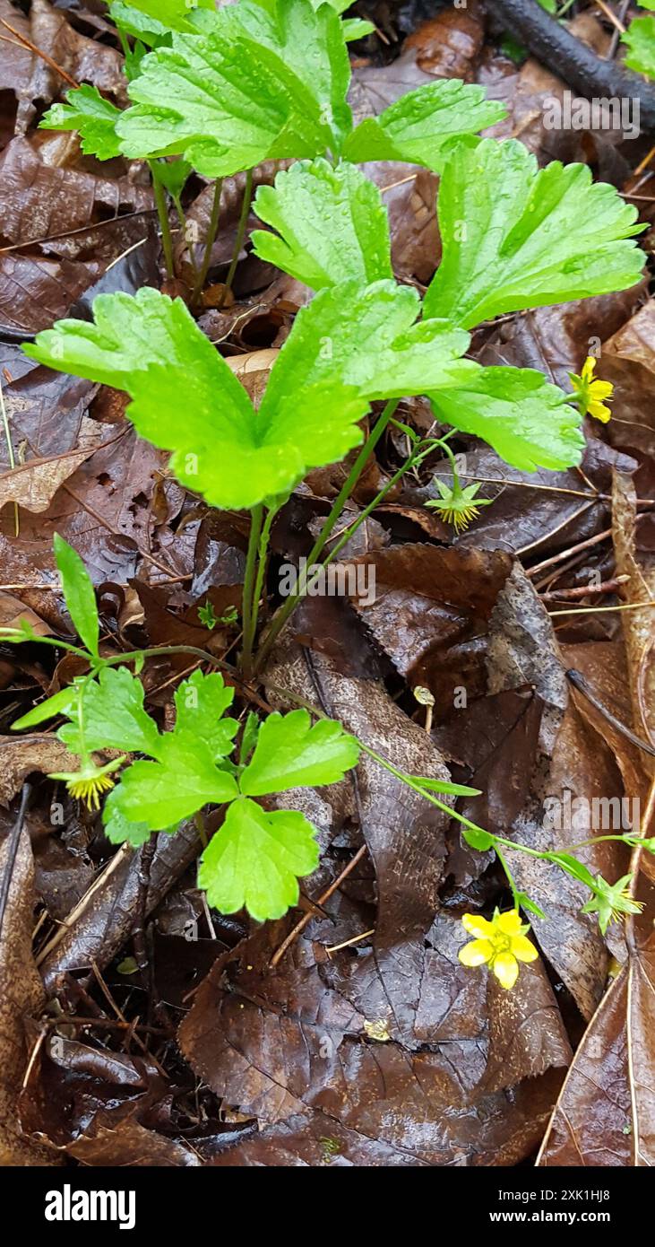 Appalachian barren-strawberry (Waldsteinia fragarioides) Plantae Stock ...