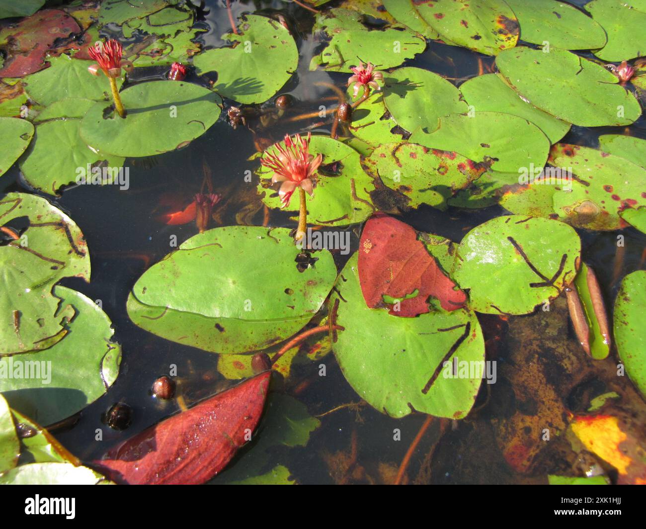 Watershield (Brasenia schreberi) Plantae Stock Photo - Alamy