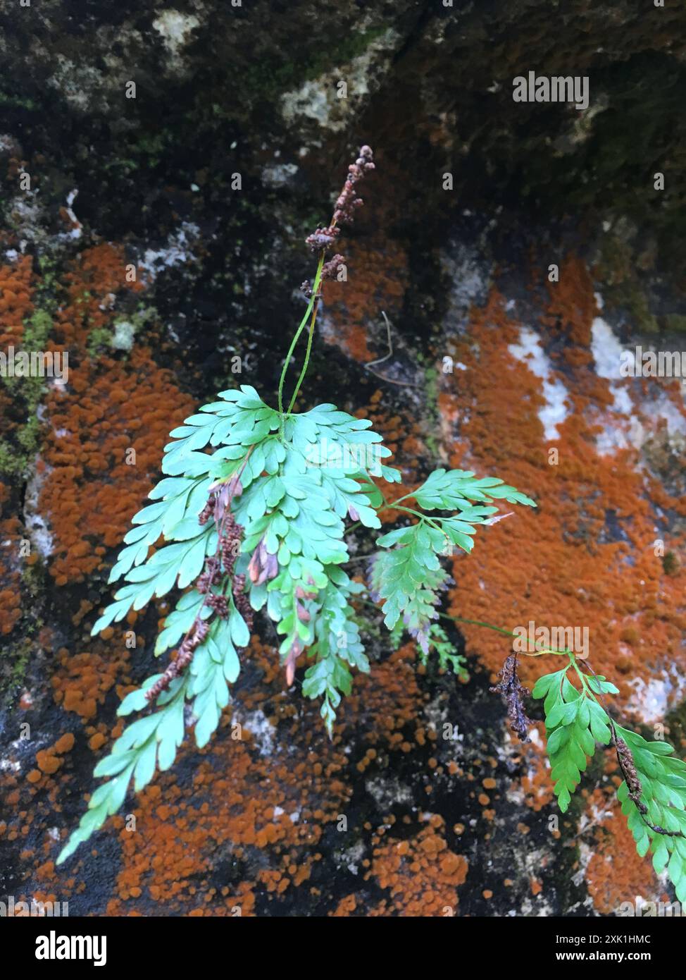 Anemia fern hi-res stock photography and images - Alamy