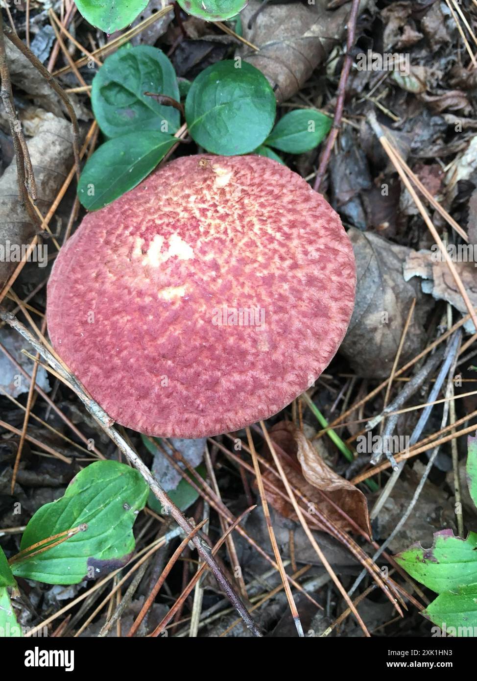 Painted Suillus (Suillus spraguei) Fungi Stock Photo - Alamy
