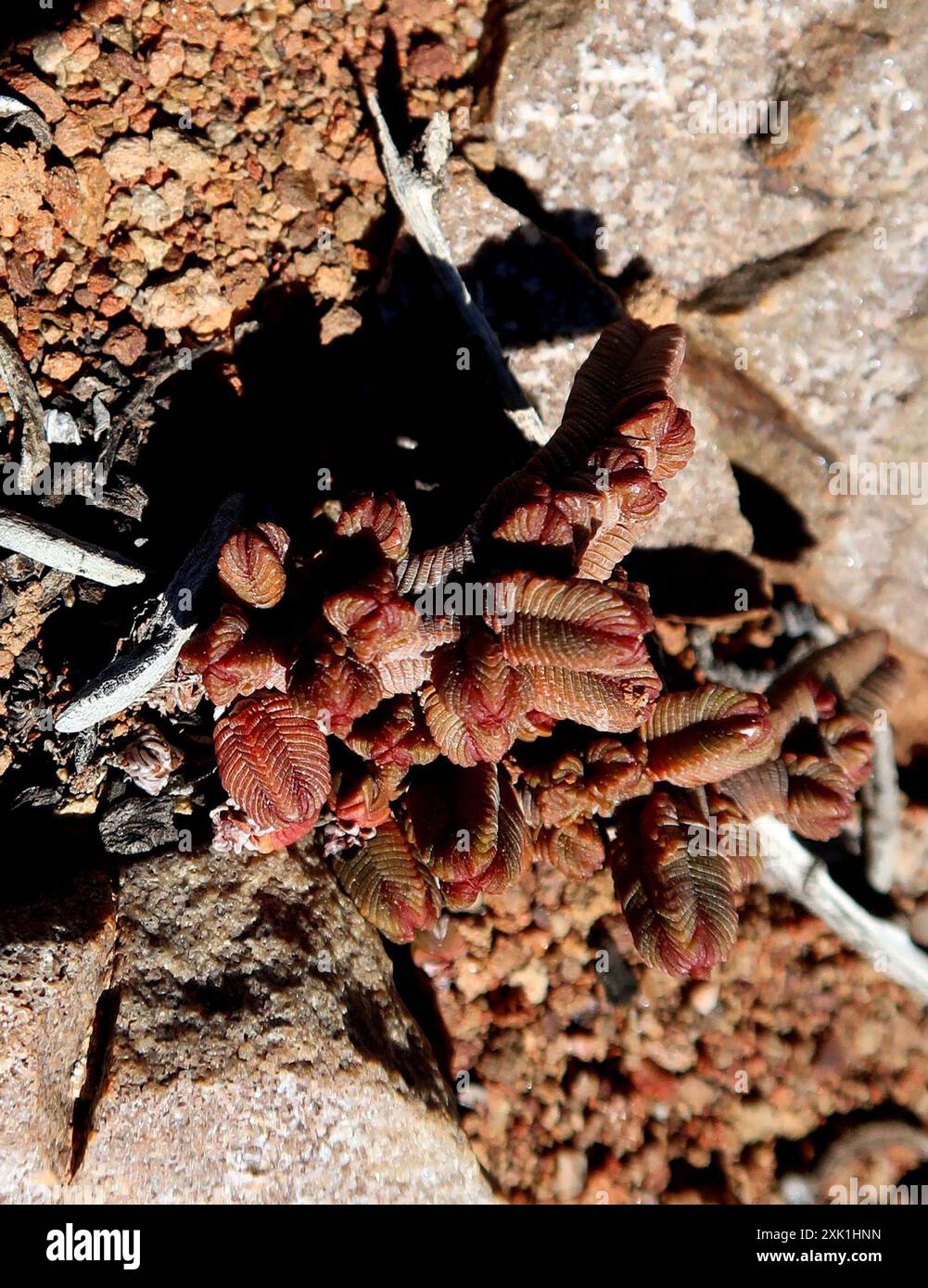 Pagoda mini jade hi-res stock photography and images - Alamy