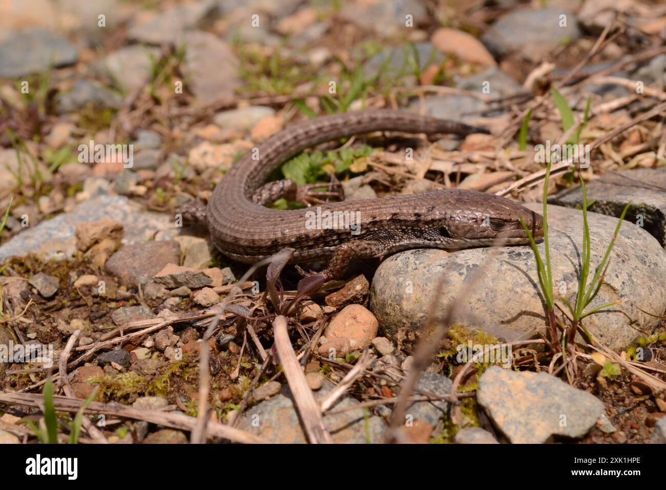 Northern Alligator Lizard (Elgaria coerulea) Reptilia Stock Photo - Alamy