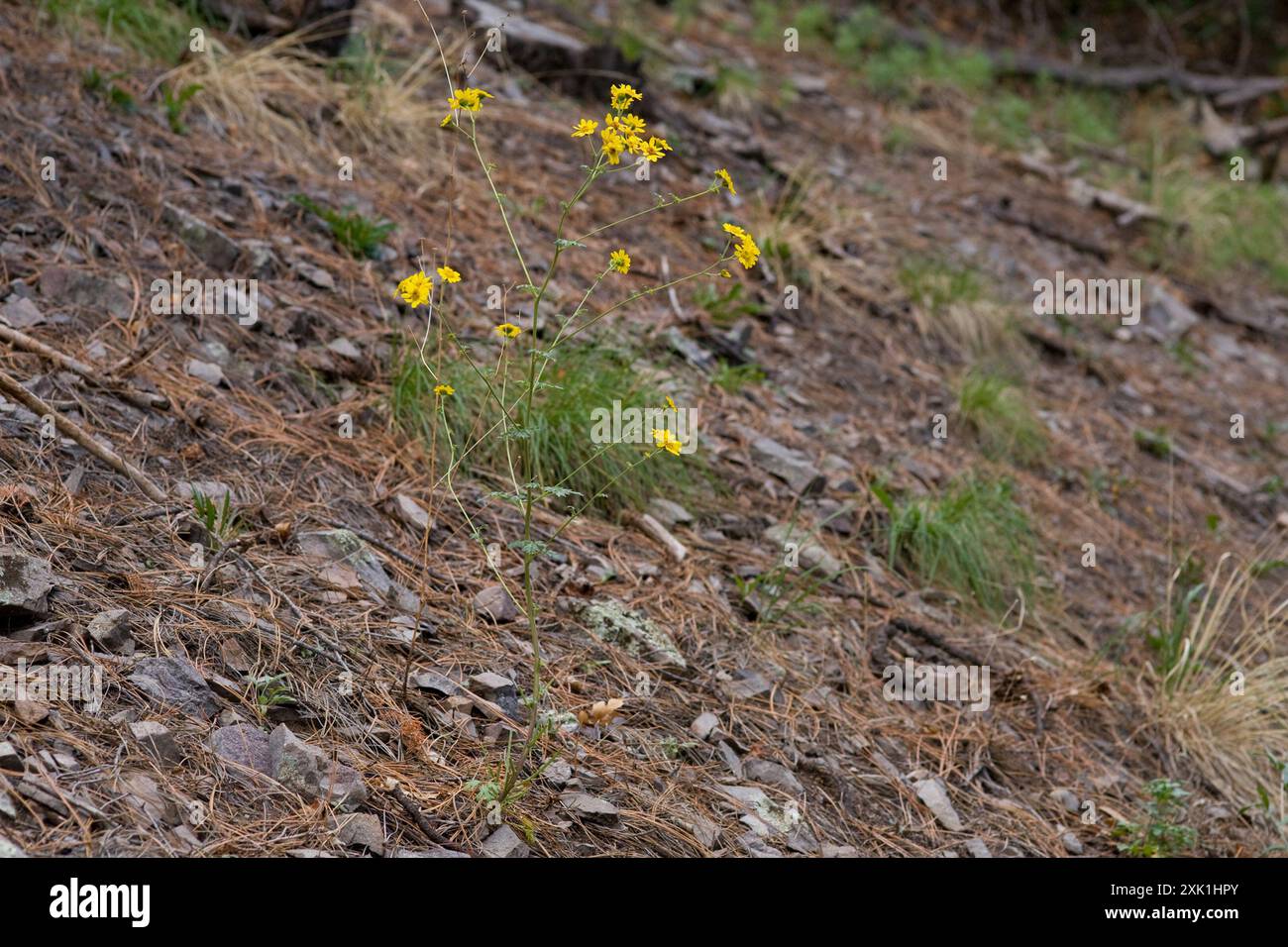 ragleaf bahia (Hymenothrix dissecta) Plantae Stock Photo - Alamy
