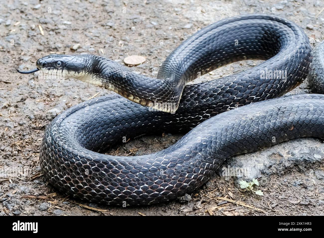 Eastern Ratsnake (Pantherophis alleghaniensis) Reptilia Stock Photo - Alamy