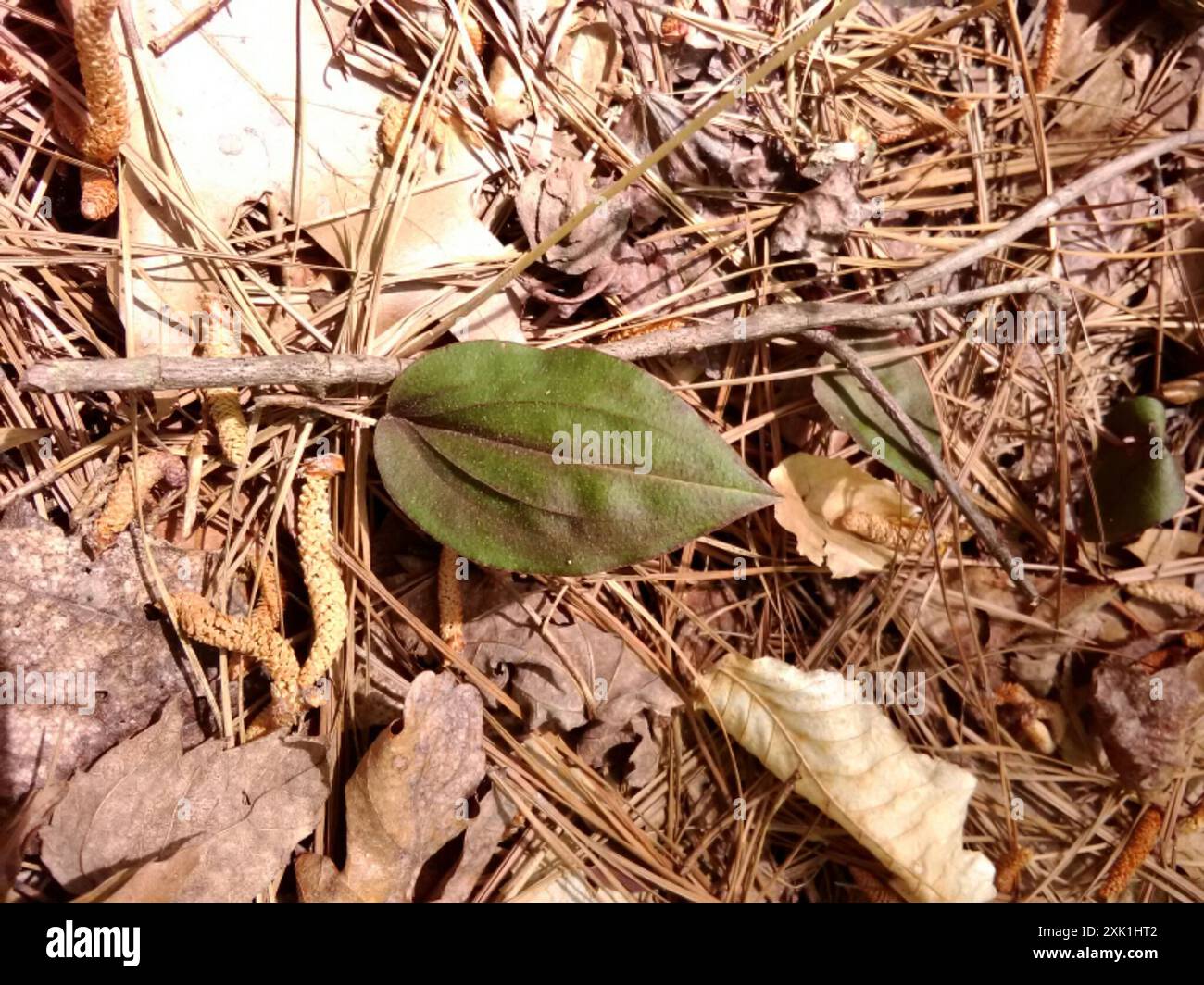 crane-fly orchid (Tipularia discolor) Plantae Stock Photo - Alamy
