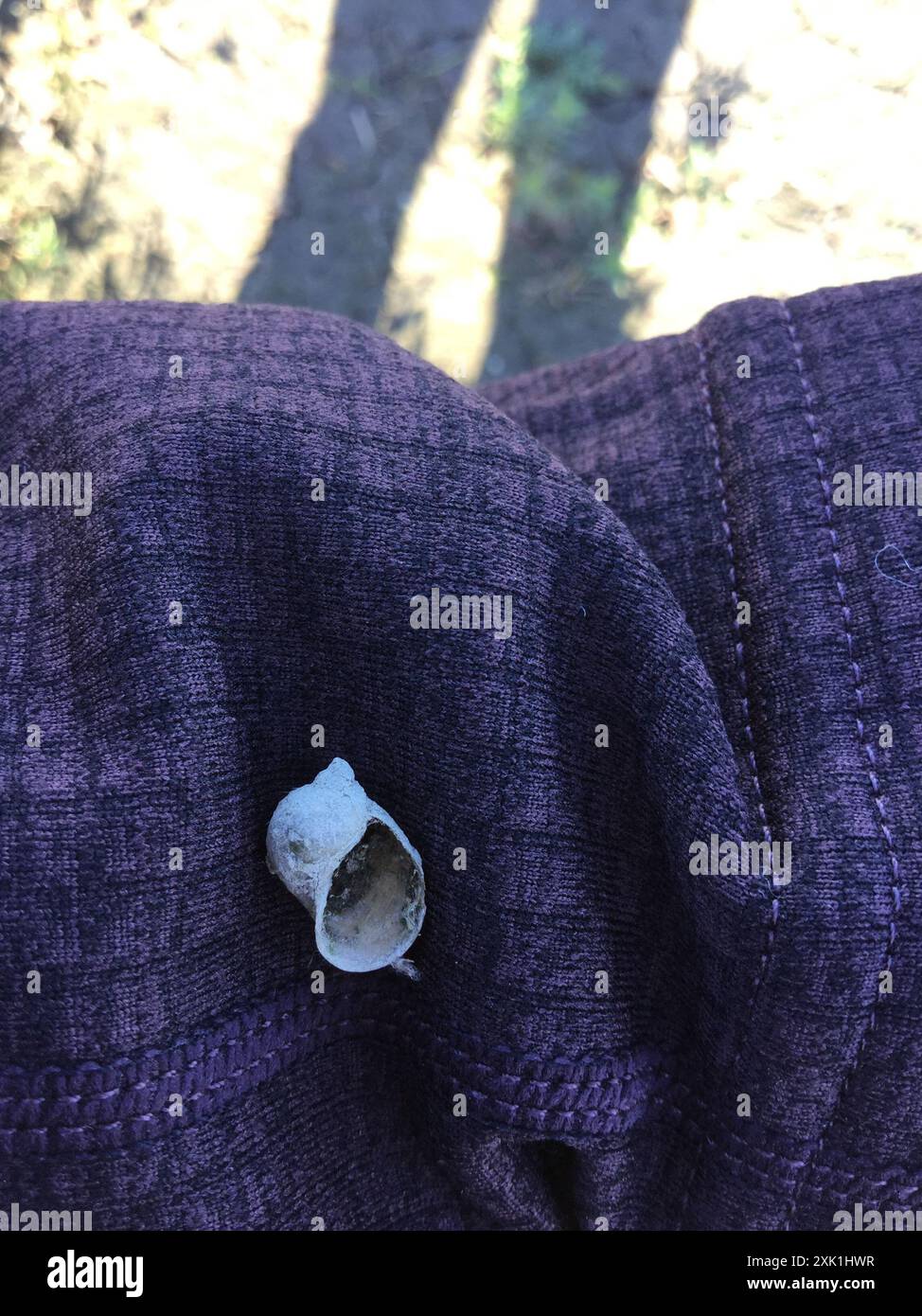 Radix auricularia hi-res stock photography and images - Alamy