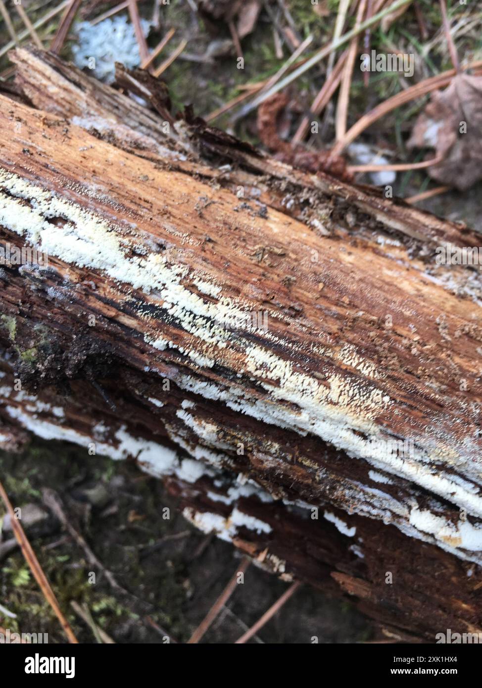 Henningsomyces hi-res stock photography and images - Alamy