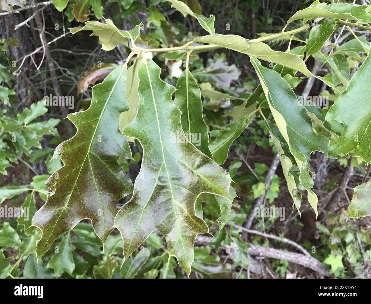 southern red oak (Quercus falcata) Plantae Stock Photo - Alamy
