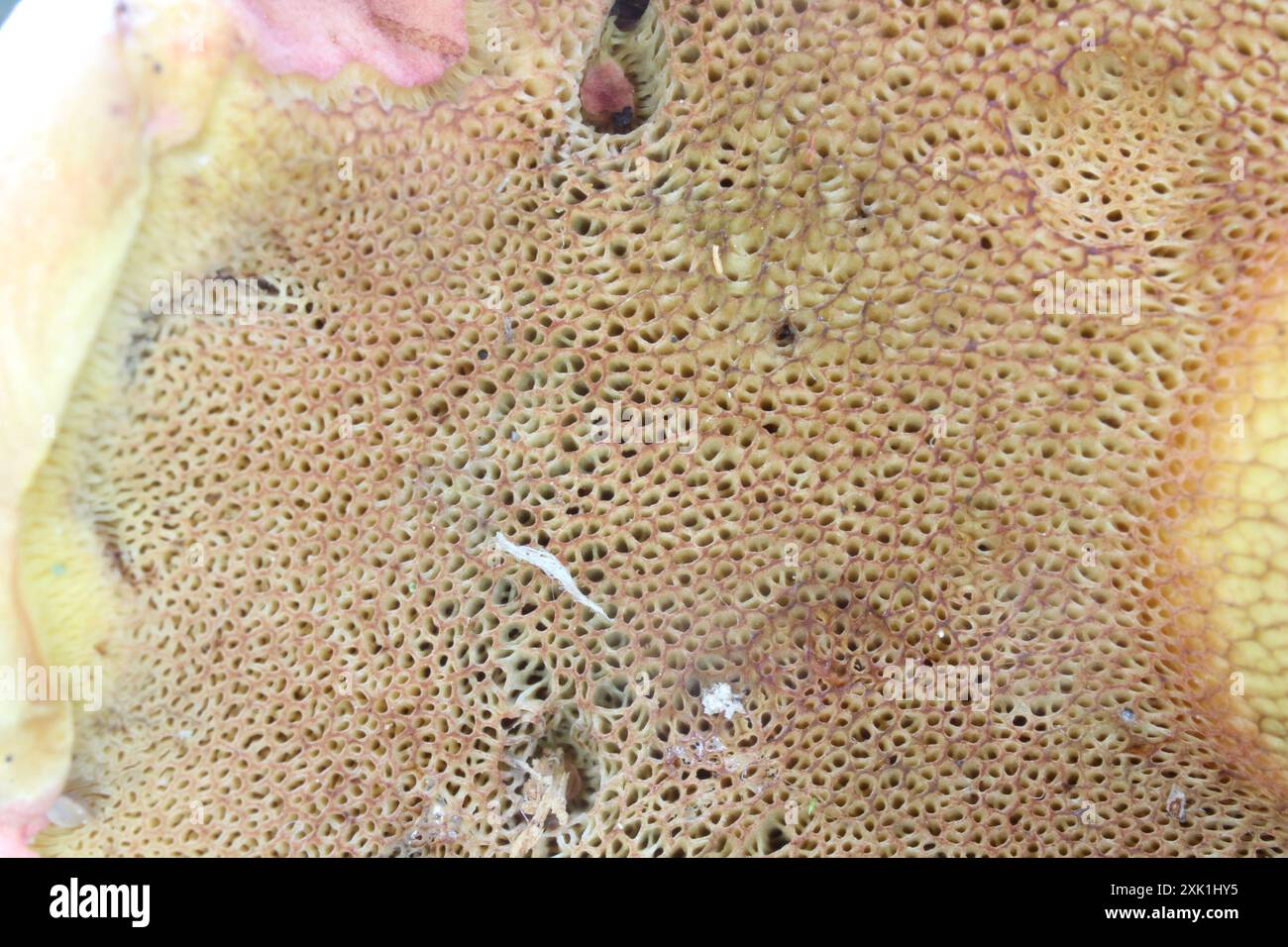 Bouillon Bolete (Lanmaoa pallidorosea) Fungi Stock Photo - Alamy