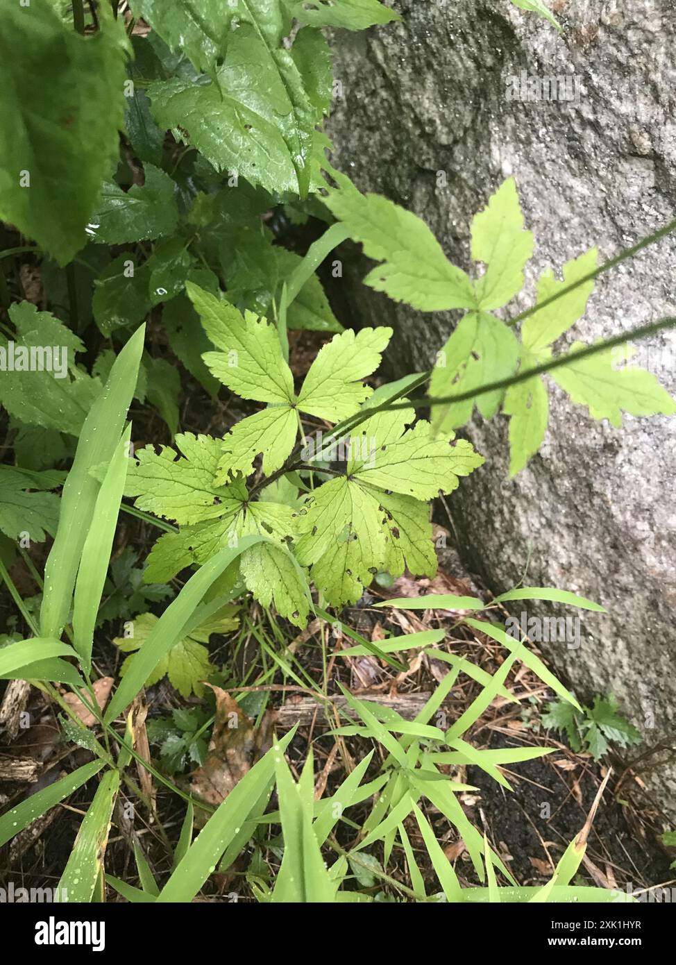 tall thimbleweed (Anemone virginiana) Plantae Stock Photo - Alamy
