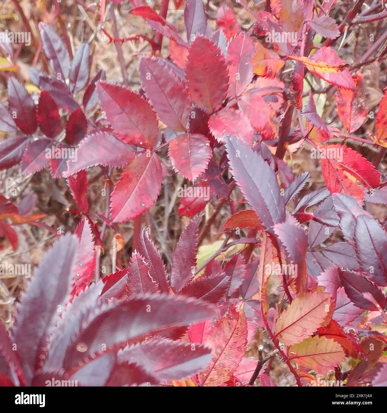 multiflora rose (Rosa multiflora) Plantae Stock Photo - Alamy