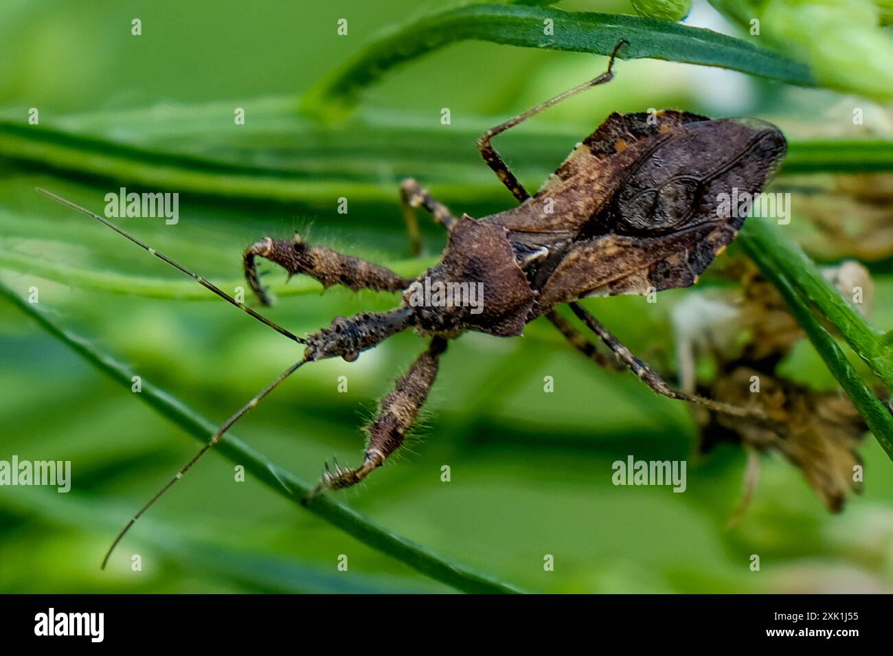 Spiny Assassin Bug (Sinea spinipes) Insecta Stock Photo - Alamy