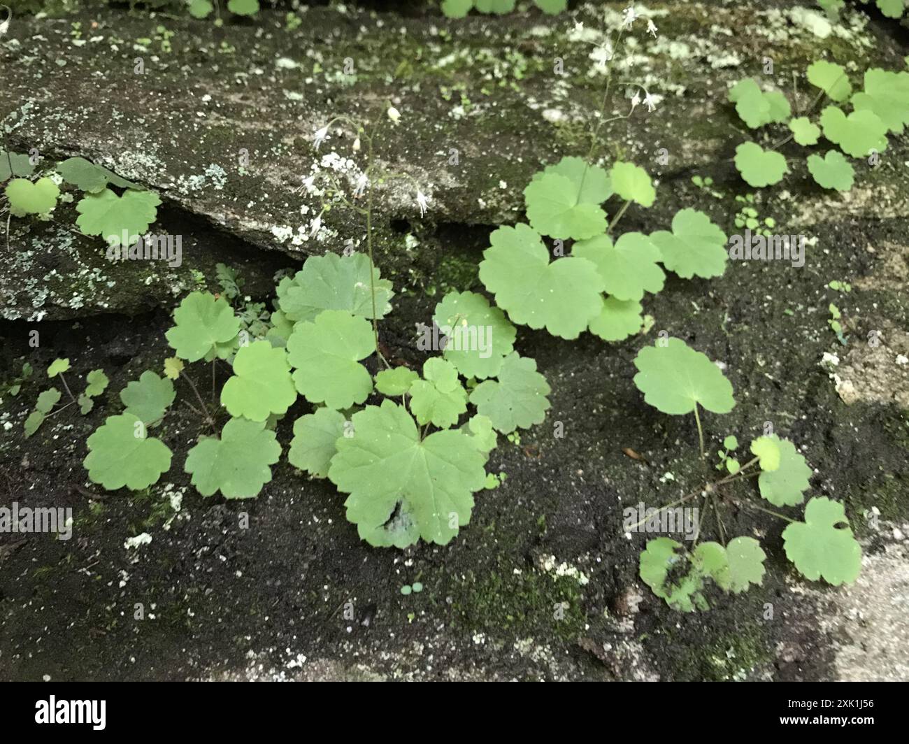 littleflower alumroot (Heuchera parviflora parviflora) Plantae Stock ...