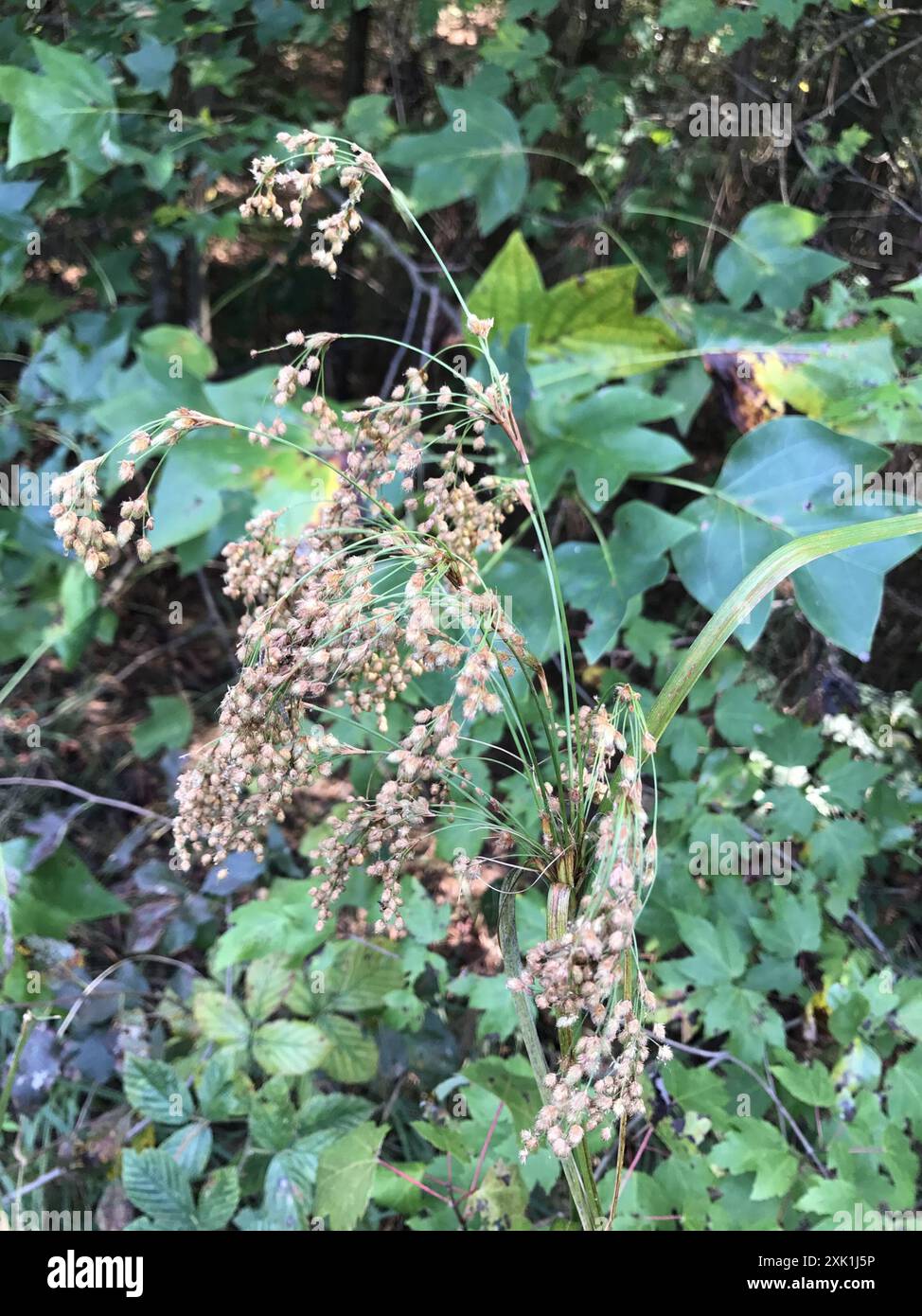 woolgrass (Scirpus cyperinus) Plantae Stock Photo - Alamy