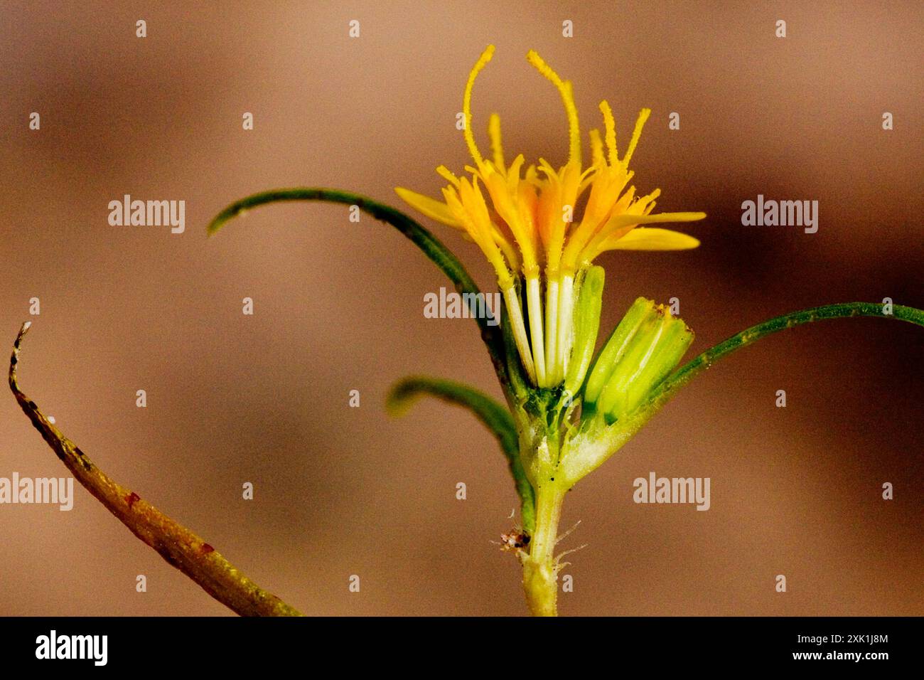 Northern Lemonscent (Pectis angustifolia angustifolia) Plantae Stock ...
