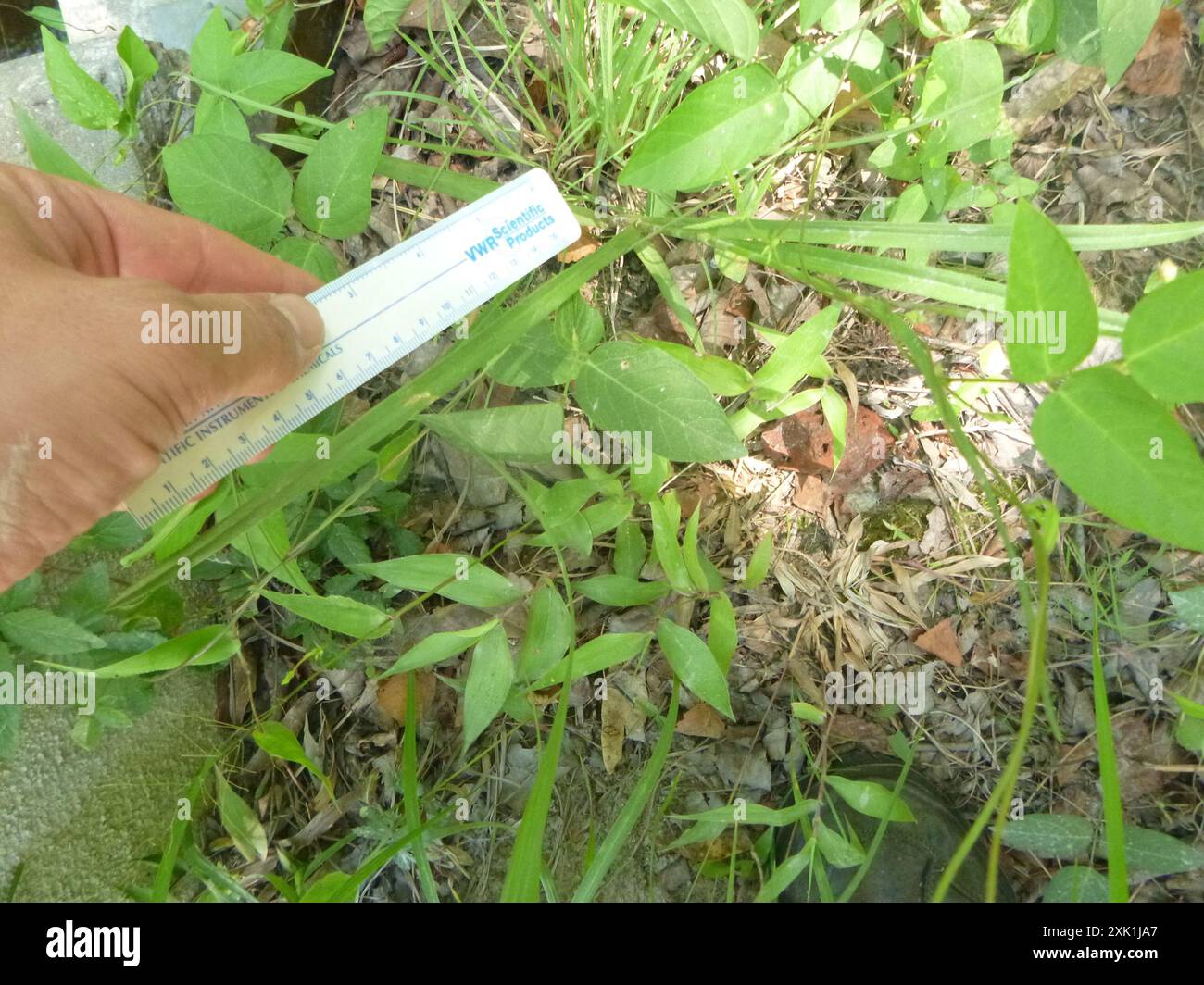 common roseling (Callisia rosea) Plantae Stock Photo - Alamy