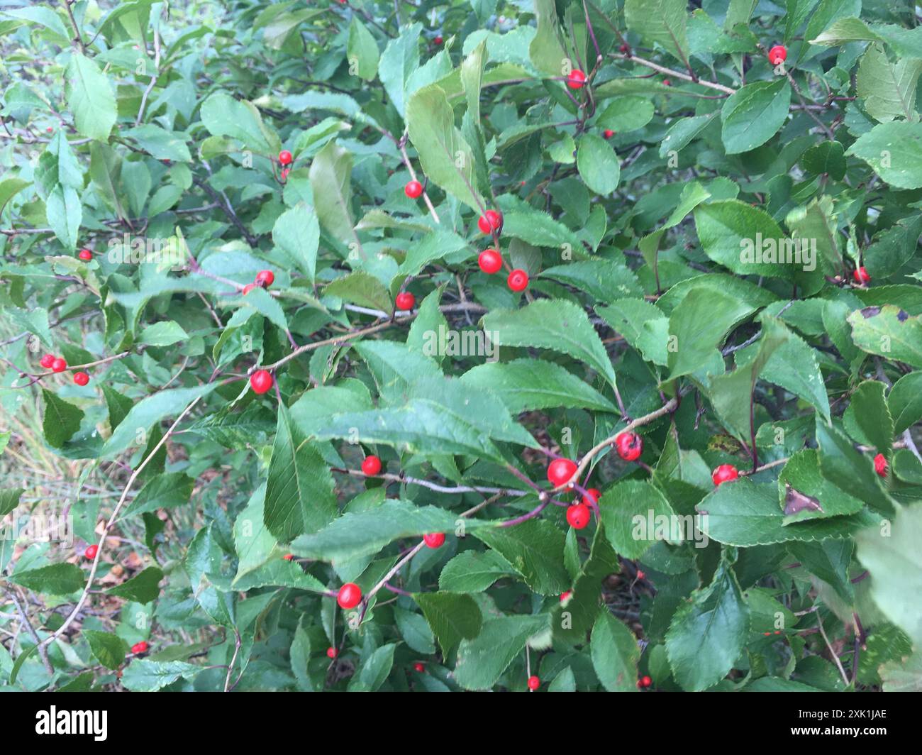 winterberry holly (Ilex verticillata) Plantae Stock Photo - Alamy