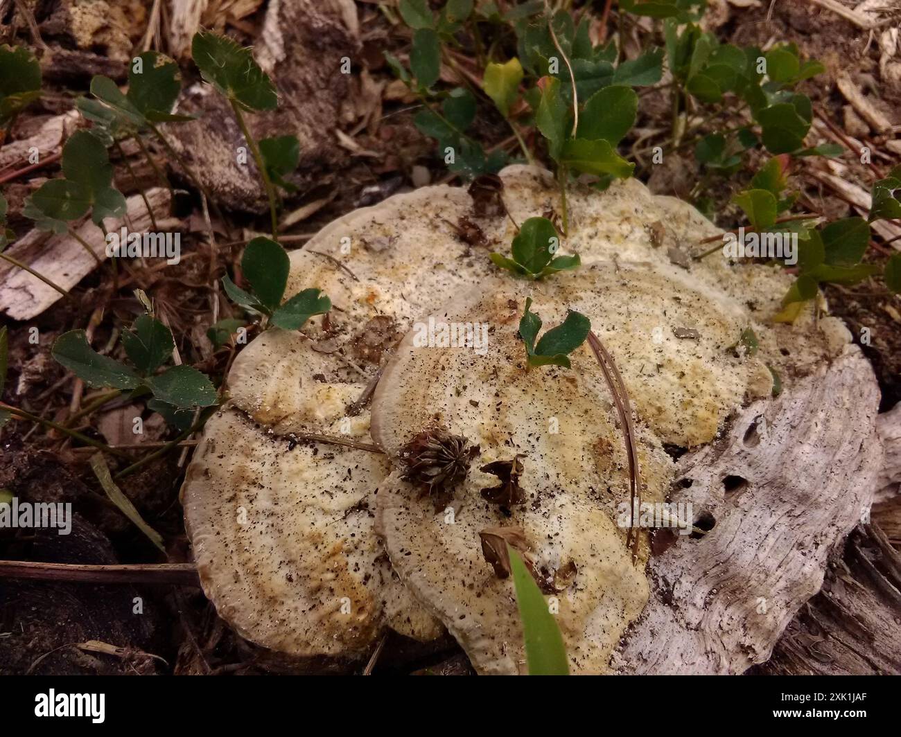 shelf fungi (Polyporales) Fungi Stock Photo - Alamy