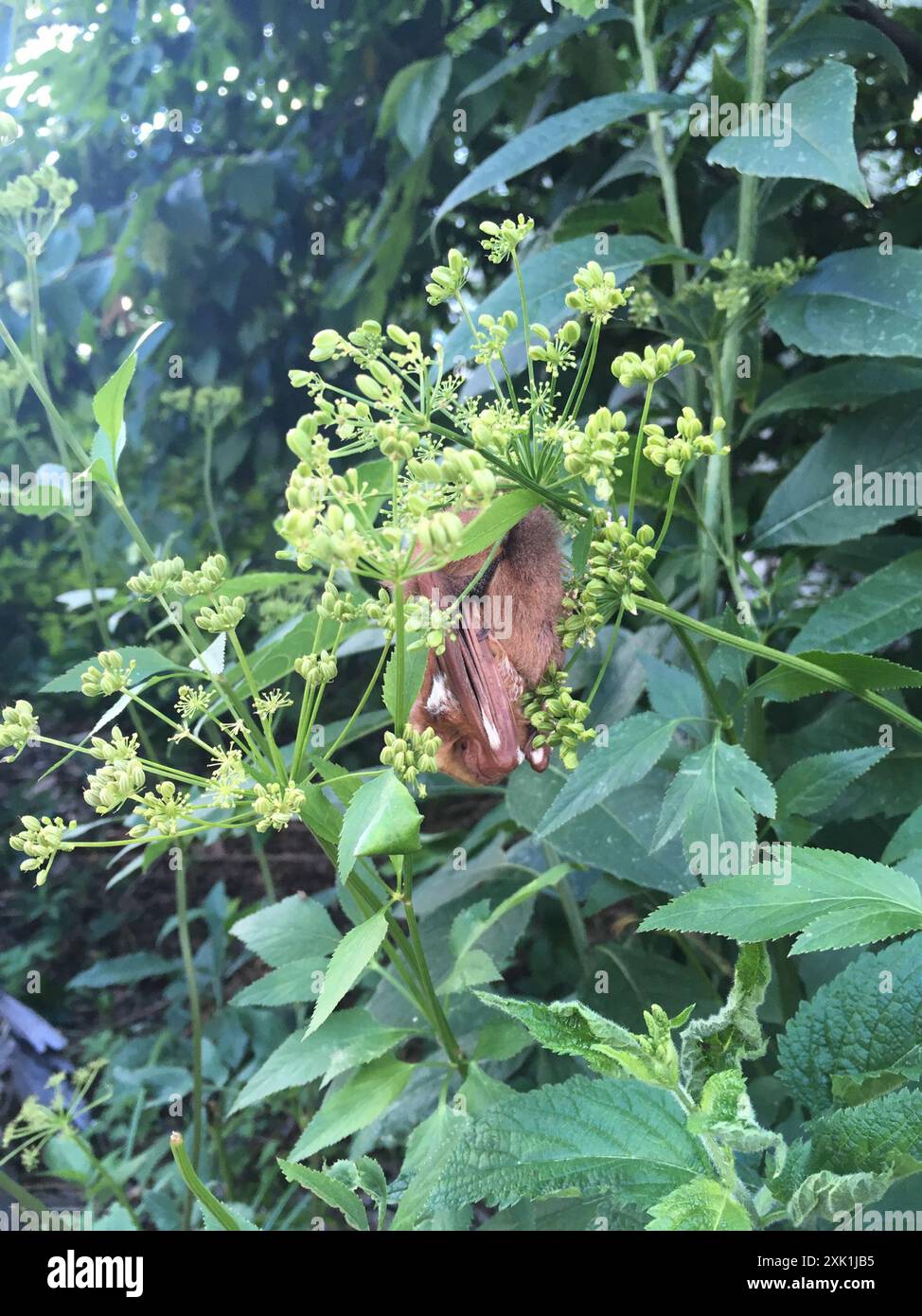 Eastern Red Bat (Lasiurus borealis) Mammalia Stock Photo - Alamy
