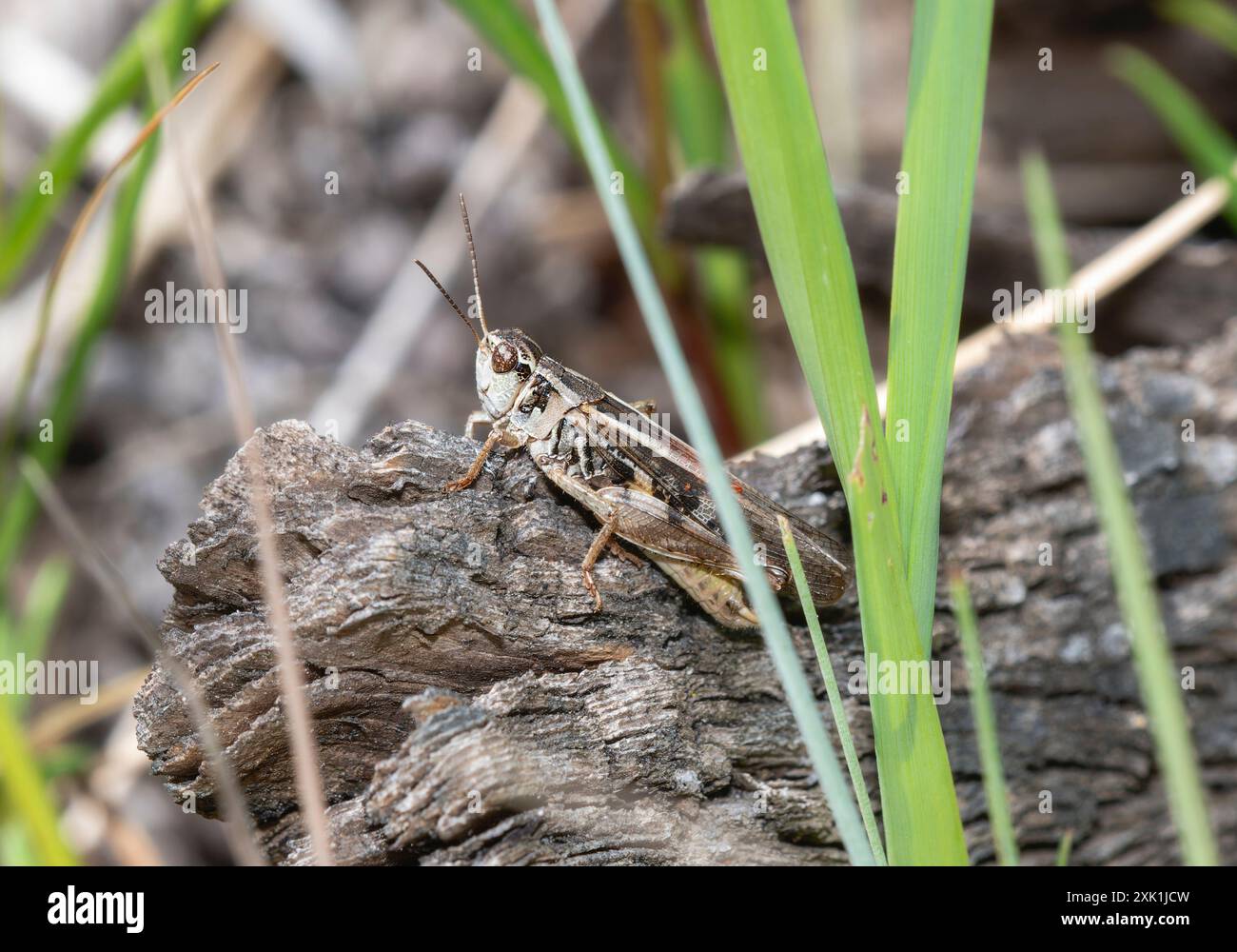 A Clear-Winged Grasshopper; Camnula pellucida; perched on a weathered ...