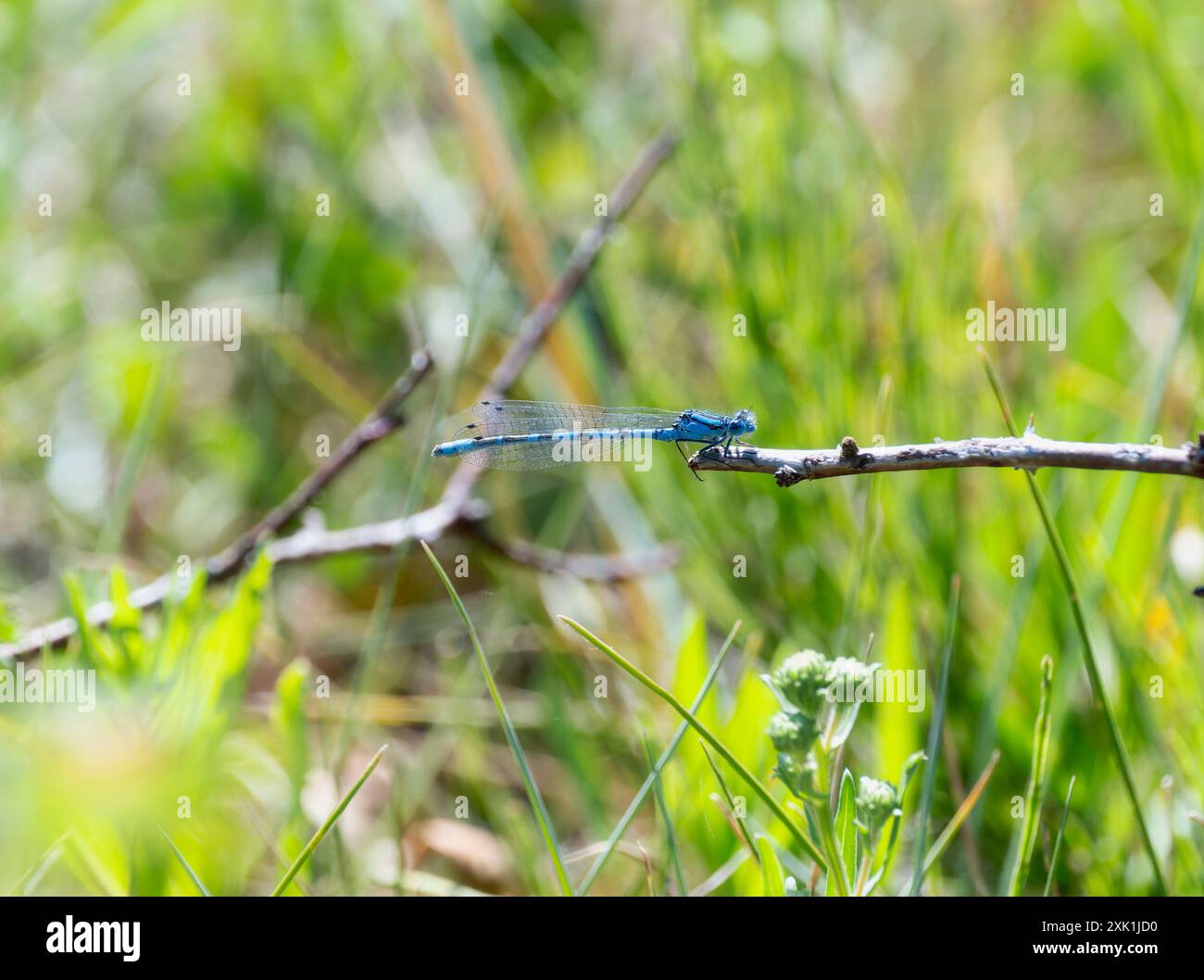 Fauna boreale hi-res stock photography and images - Alamy