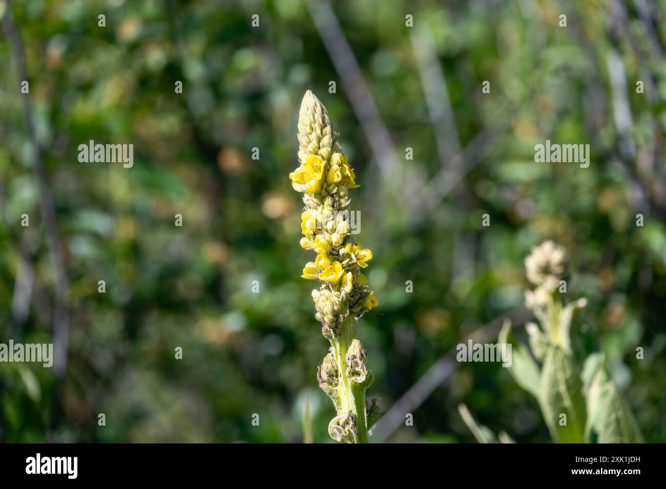 Tall stem topped hi-res stock photography and images - Alamy