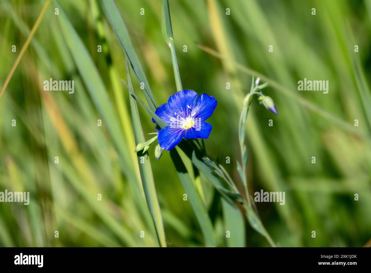 Amidst tall grasses wildflowers bloom hi-res stock photography and ...